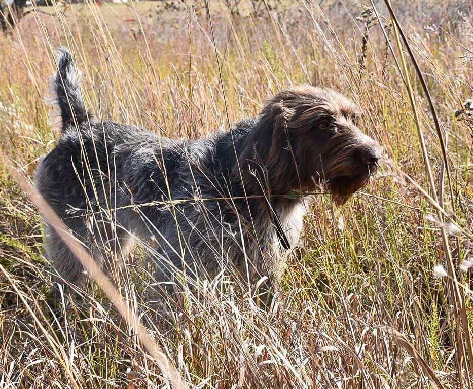 GERMAN WIREHAIRED POINTERS: Stud Service