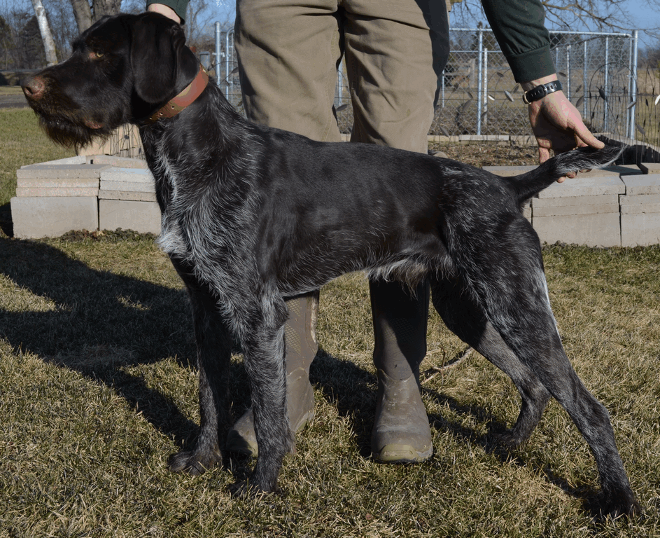 GERMAN WIREHAIRED POINTERS: Stud Service