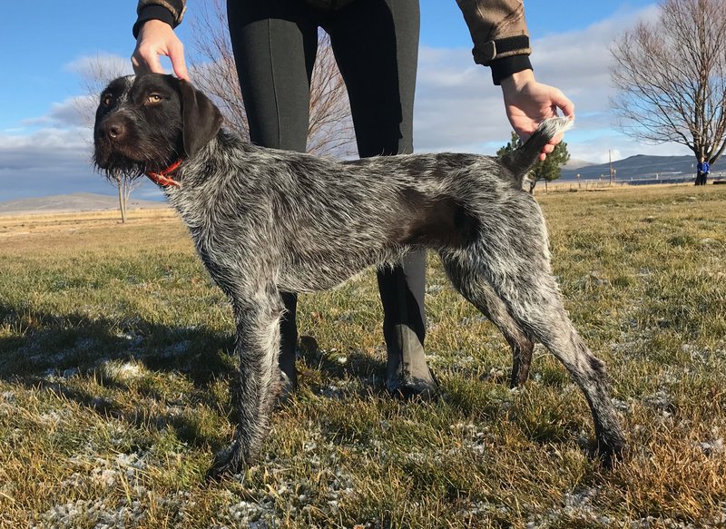 GERMAN WIREHAIRED POINTERS: Started Dogs - Trained Dogs